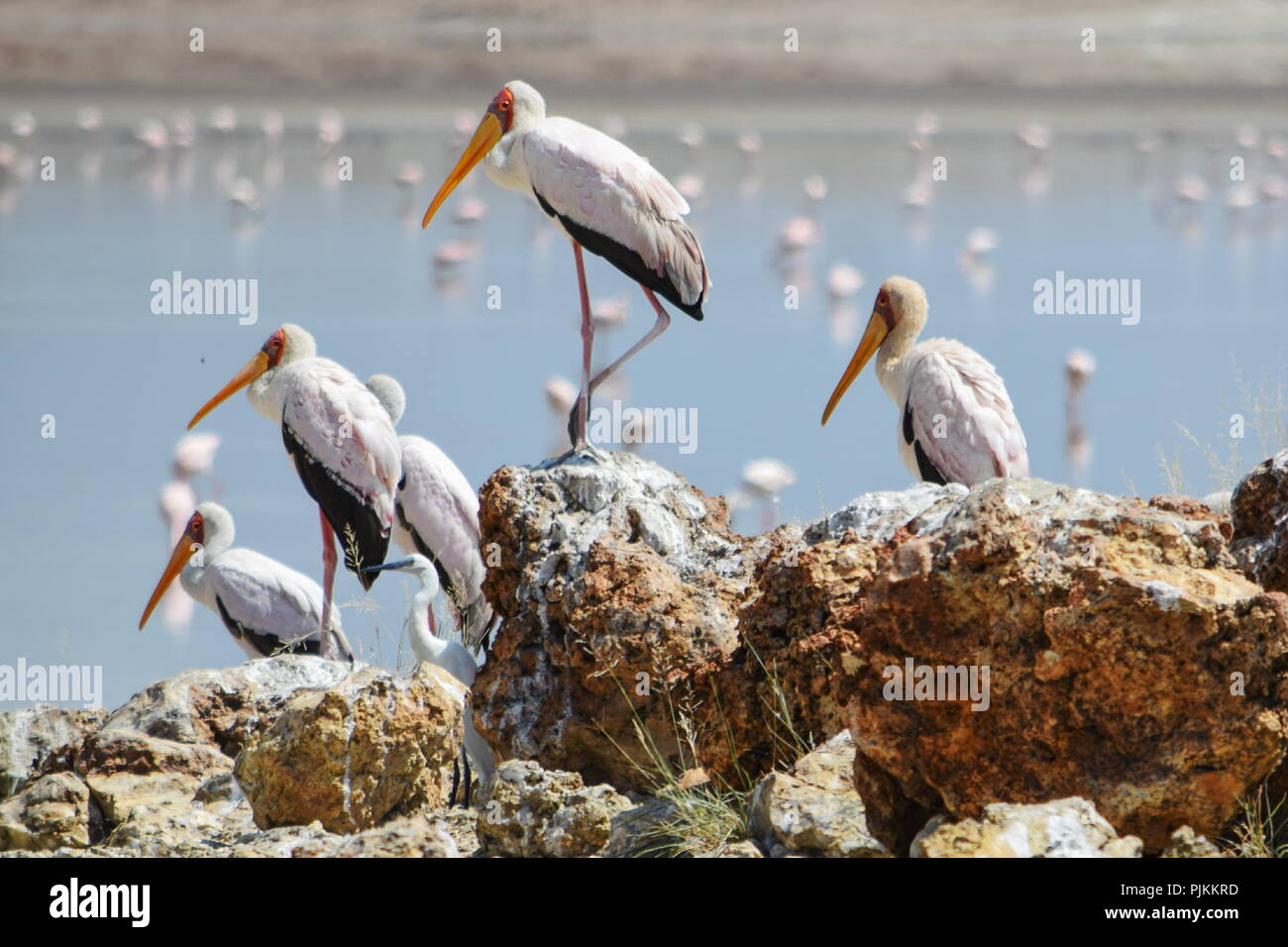 A flock of yellow billed storks at Lake Magadi, Kenya Stock Photo - Alamy