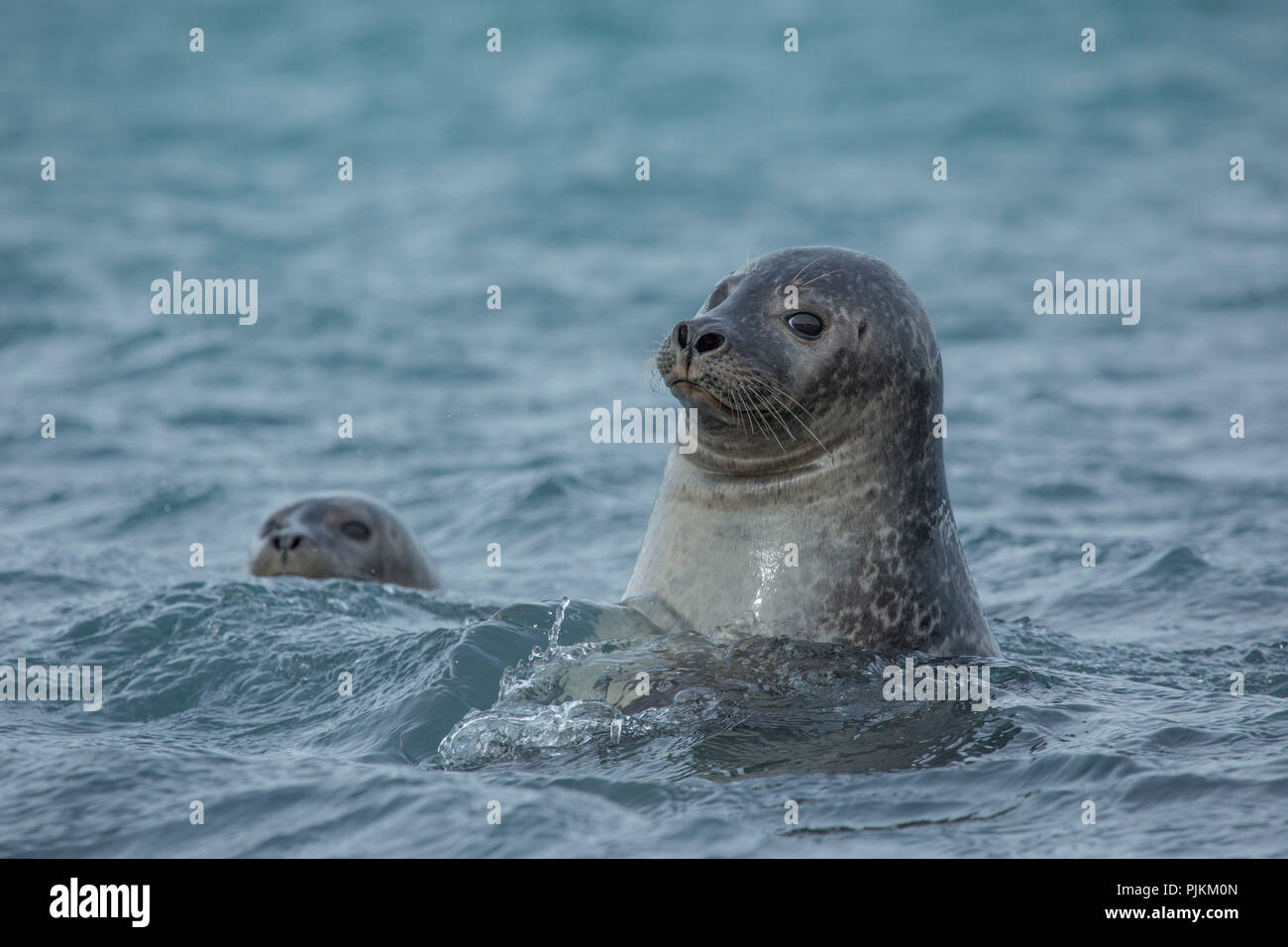 Iceland, two seals in the glacial lagoon Jökulsarlon Stock Photo - Alamy