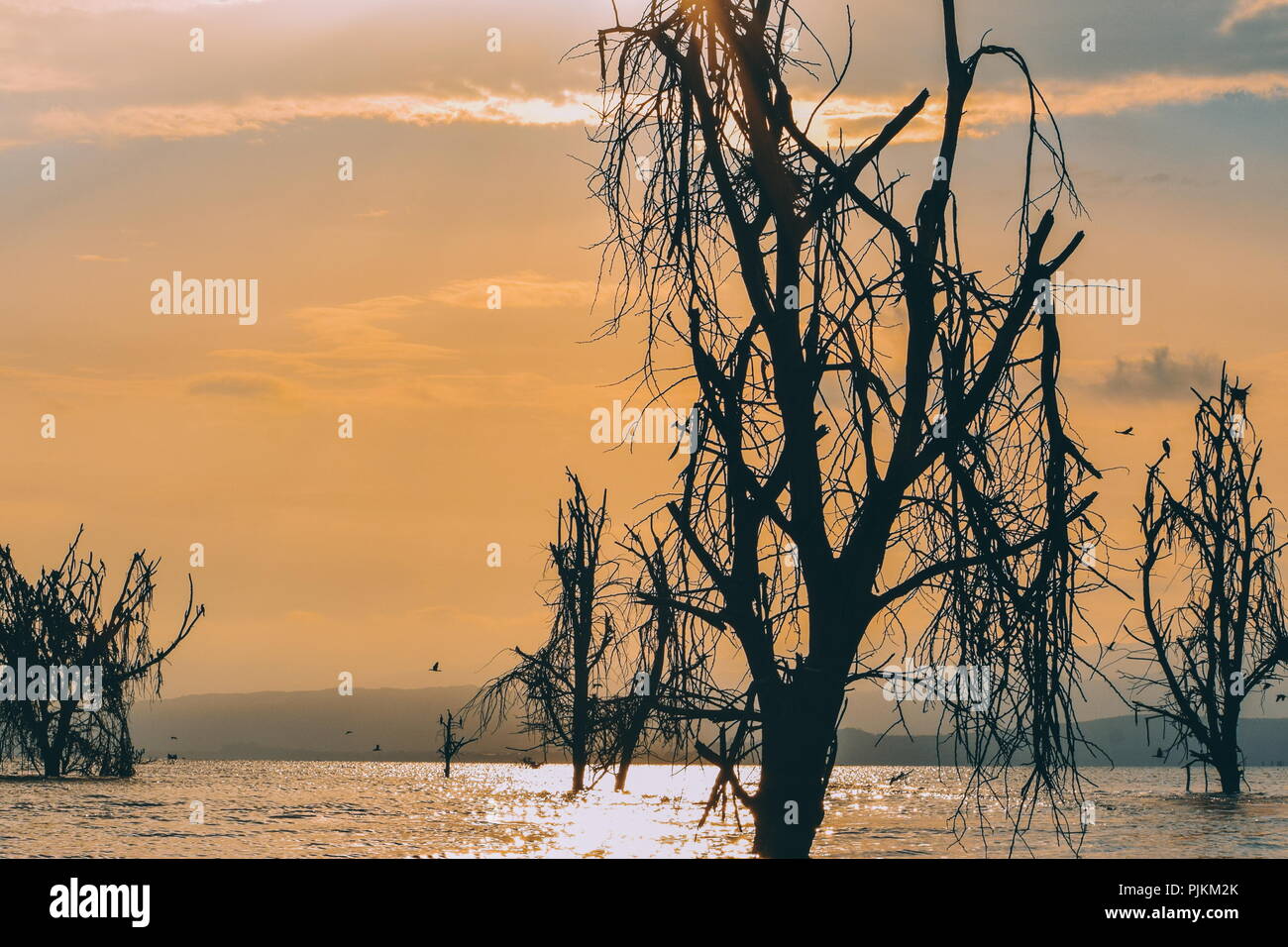 Safari naivasha hi-res stock photography and images - Alamy