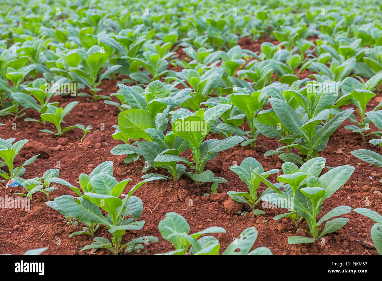 Tobacco plant hi-res stock photography and images - Alamy