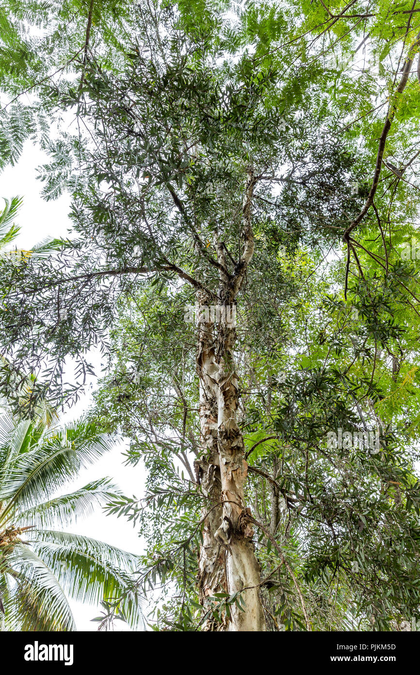 Malaleuca Tree, Guamá Nature Reserve, Crocodile Farm, Criadero de ...