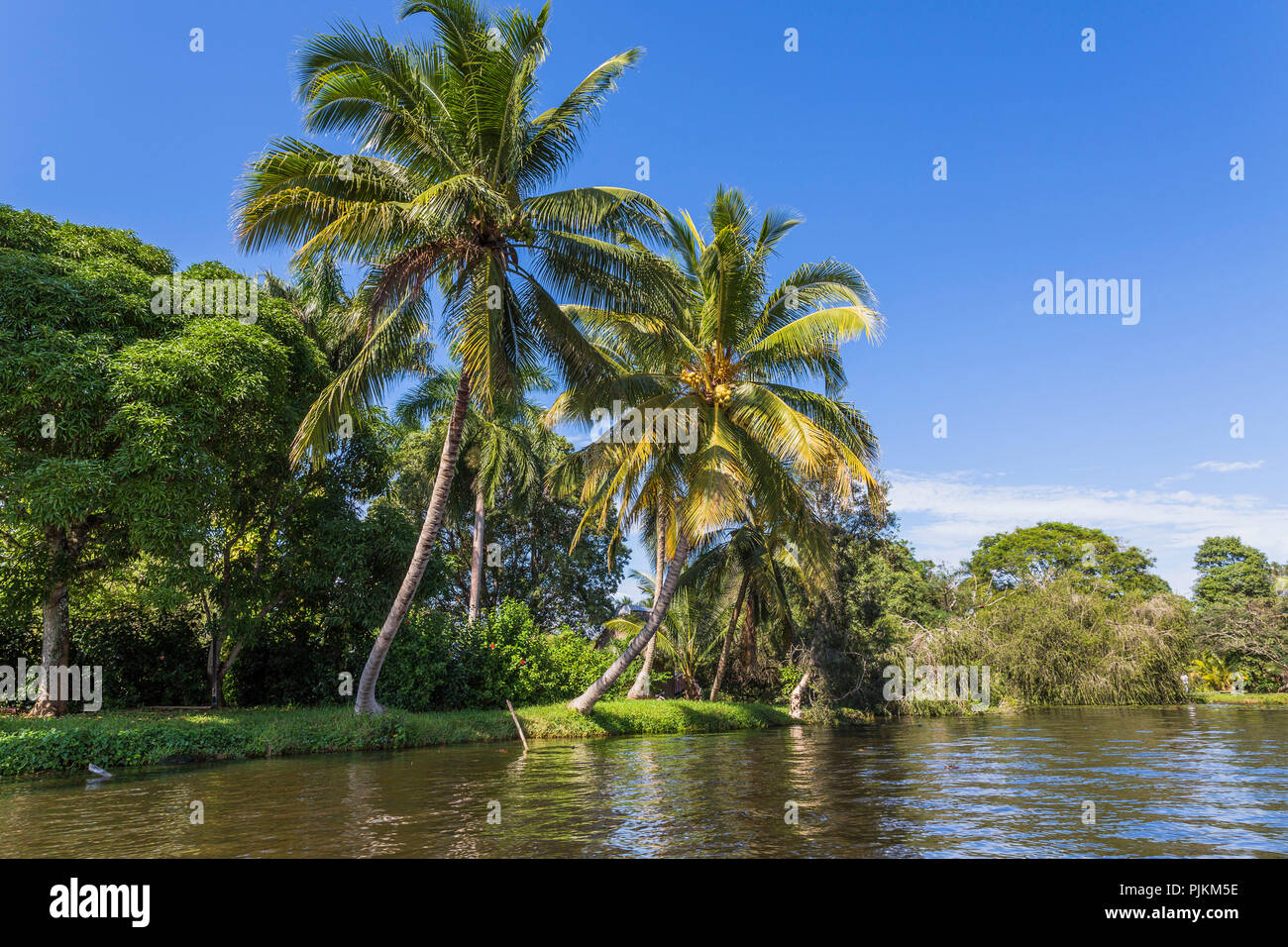 Royal Palms, Boat jetty, Lago del Tresoro, Wetlands, Guamá, Matanzas ...