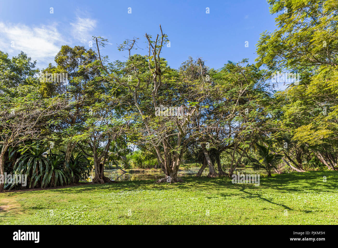 Carob trees hi-res stock photography and images - Alamy