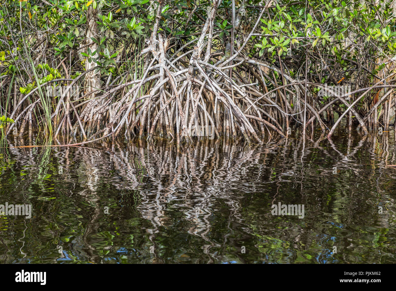 Mangrove tree hi-res stock photography and images - Alamy