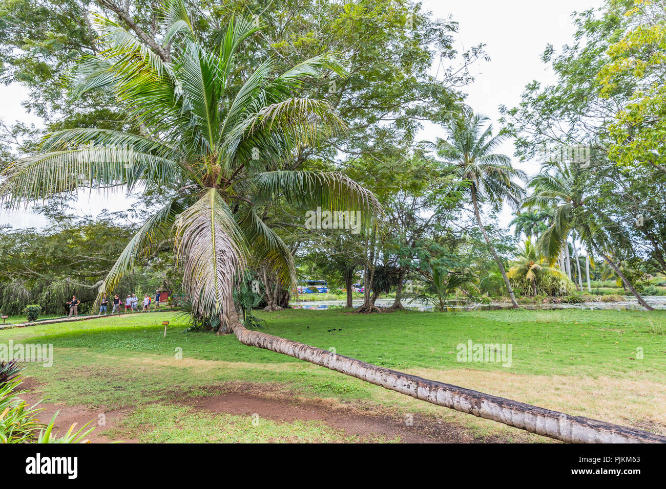 Coconut tree farm hi-res stock photography and images - Alamy
