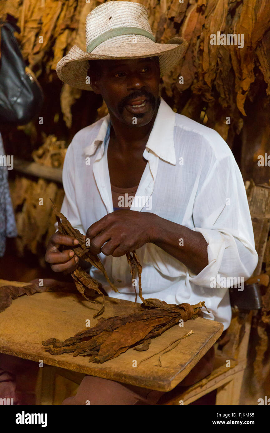 Local farmer showing tourists how to roll a cigar hi-res stock ...