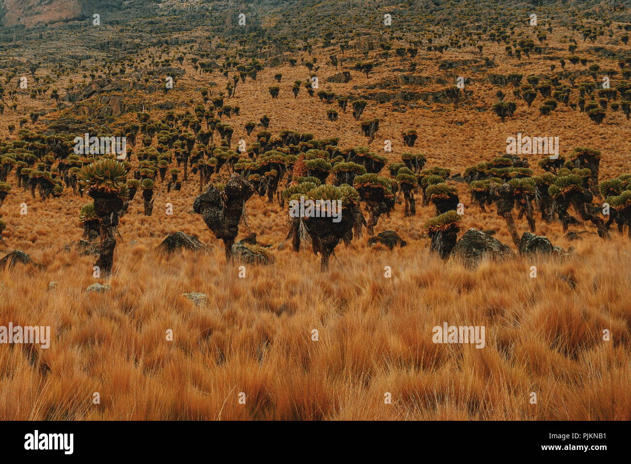Giant groundsels growing against the Mountain Landscapes of Mount Kenya ...
