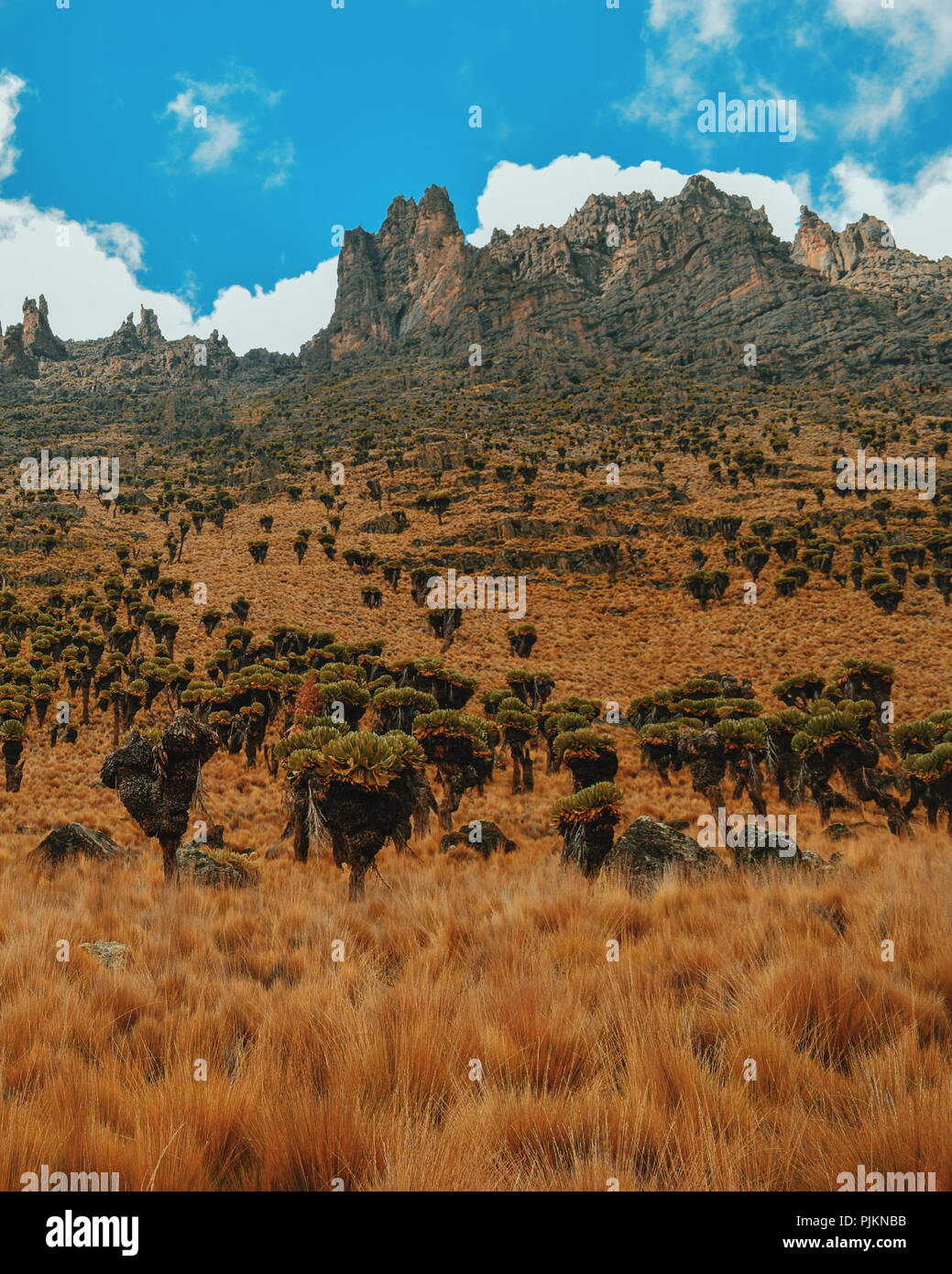 Giant groundsels growing against the Mountain Landscapes of Mount Kenya ...
