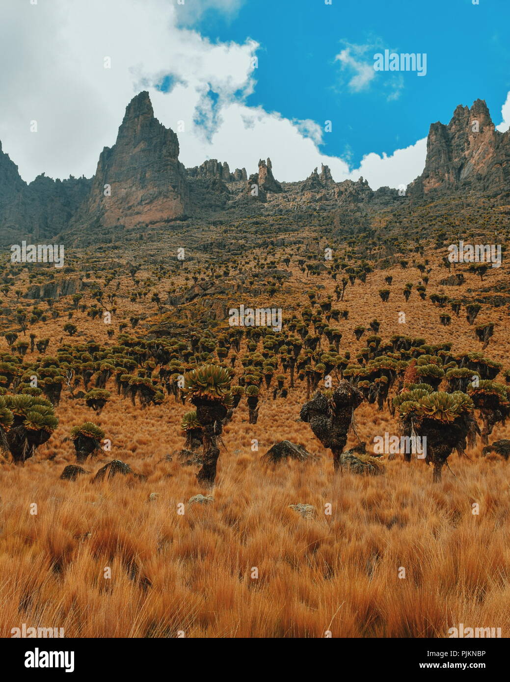 Giant groundsels growing against the Mountain Landscapes of Mount Kenya ...
