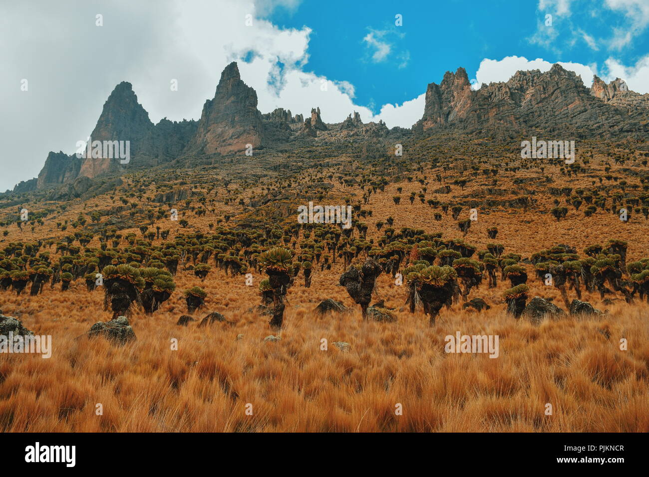 Giant groundsels growing against the Mountain Landscapes of Mount Kenya ...