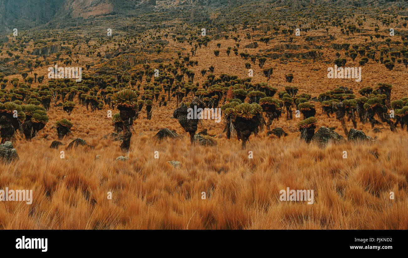 Giant groundsels growing against the Mountain Landscapes of Mount Kenya ...