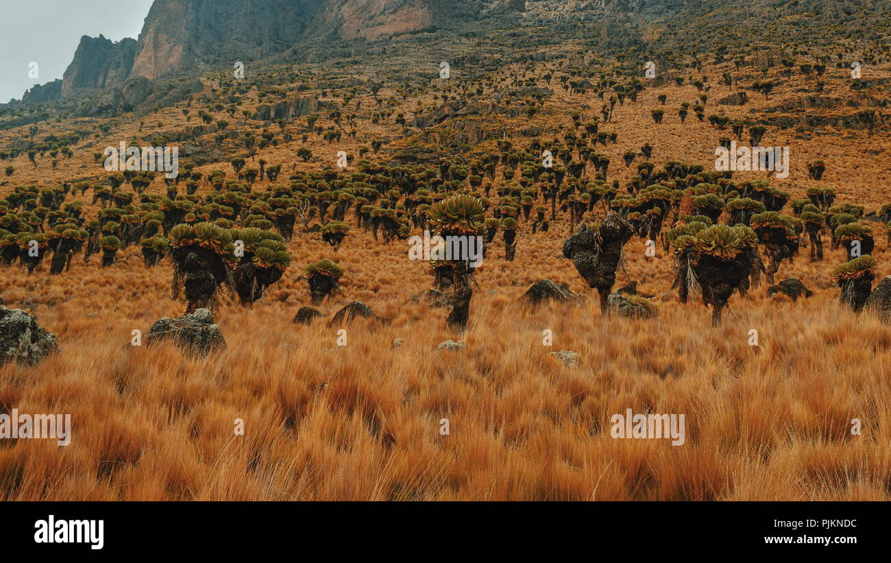 Giant groundsels growing against the Mountain Landscapes of Mount Kenya ...