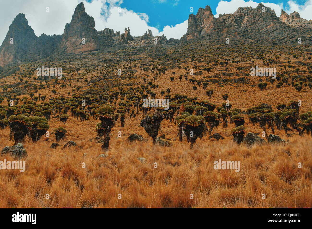 Giant groundsels growing against the Mountain Landscapes of Mount Kenya ...
