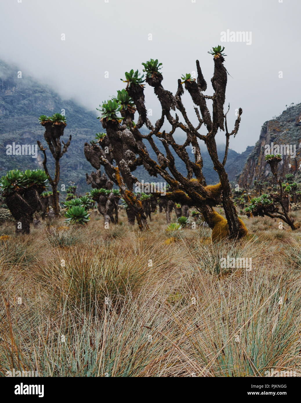 Giant groundsels growing at Bujuku Valley, Rwenzori Mountains, Uganda ...