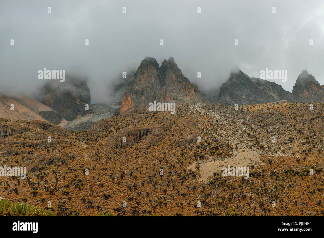 Giant groundsels growing against the Mountain Landscapes of Mount Kenya ...