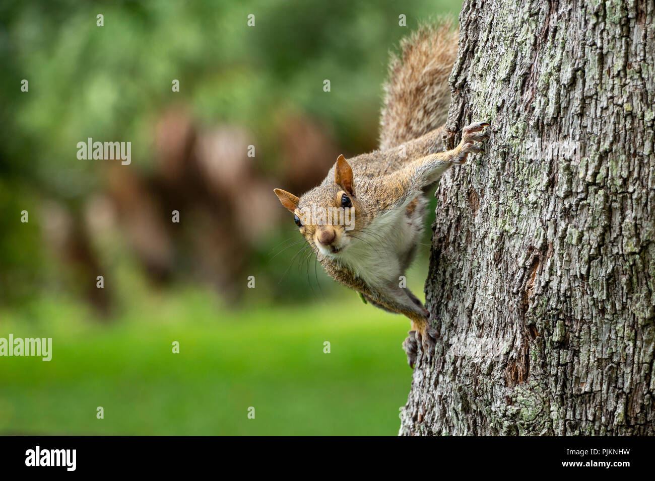 Eastern gray squirrel (Sciurus carolinensis) clinging to the side of a ...