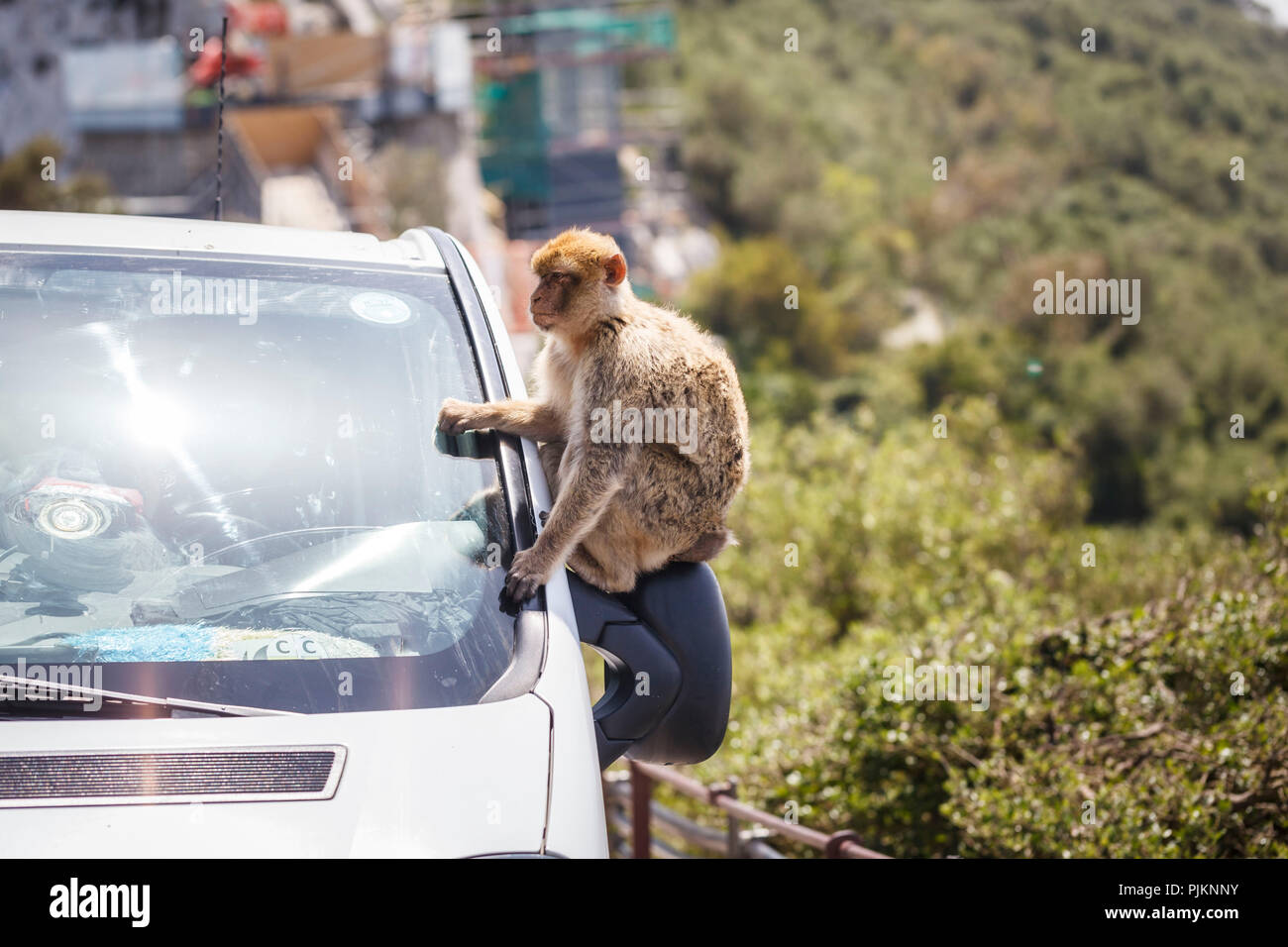Barbary macaque sitting on an exterior mirror of a car, a macaque ...