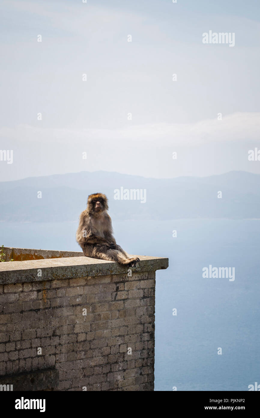 Barbary macaque sitting on a parapet hi-res stock photography and images - Alamy