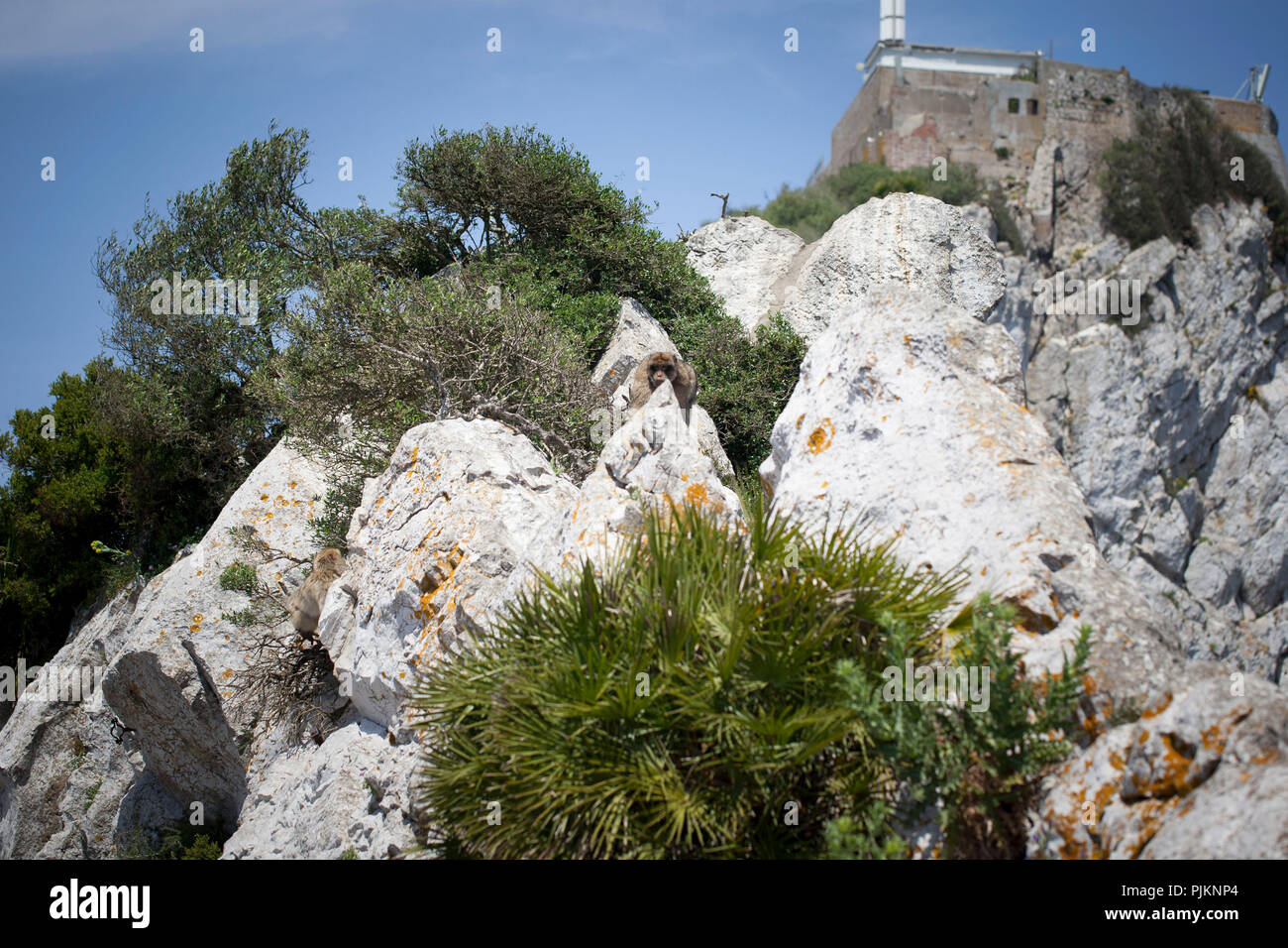 Monkey hiding behind rock hi-res stock photography and images - Alamy