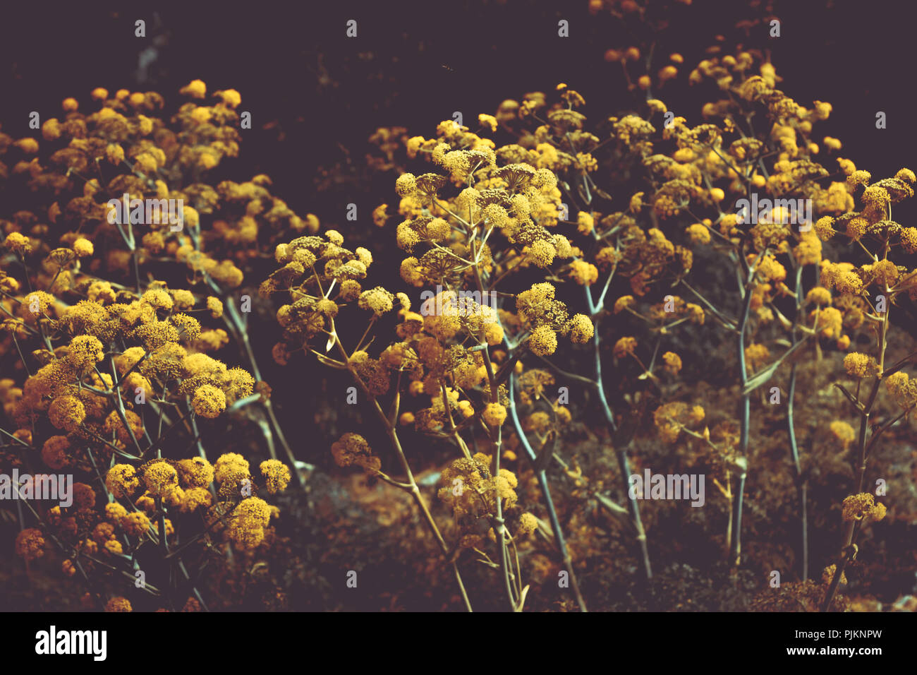 Yellow flowers in Gibraltar Stock Photo - Alamy