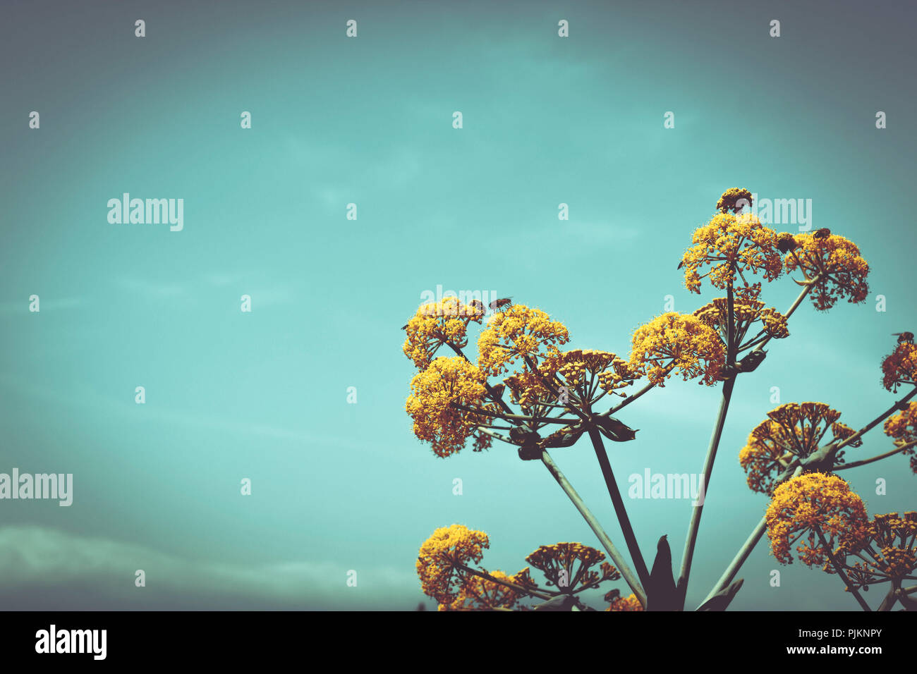 Yellow flowers in gibraltar hi-res stock photography and images - Alamy