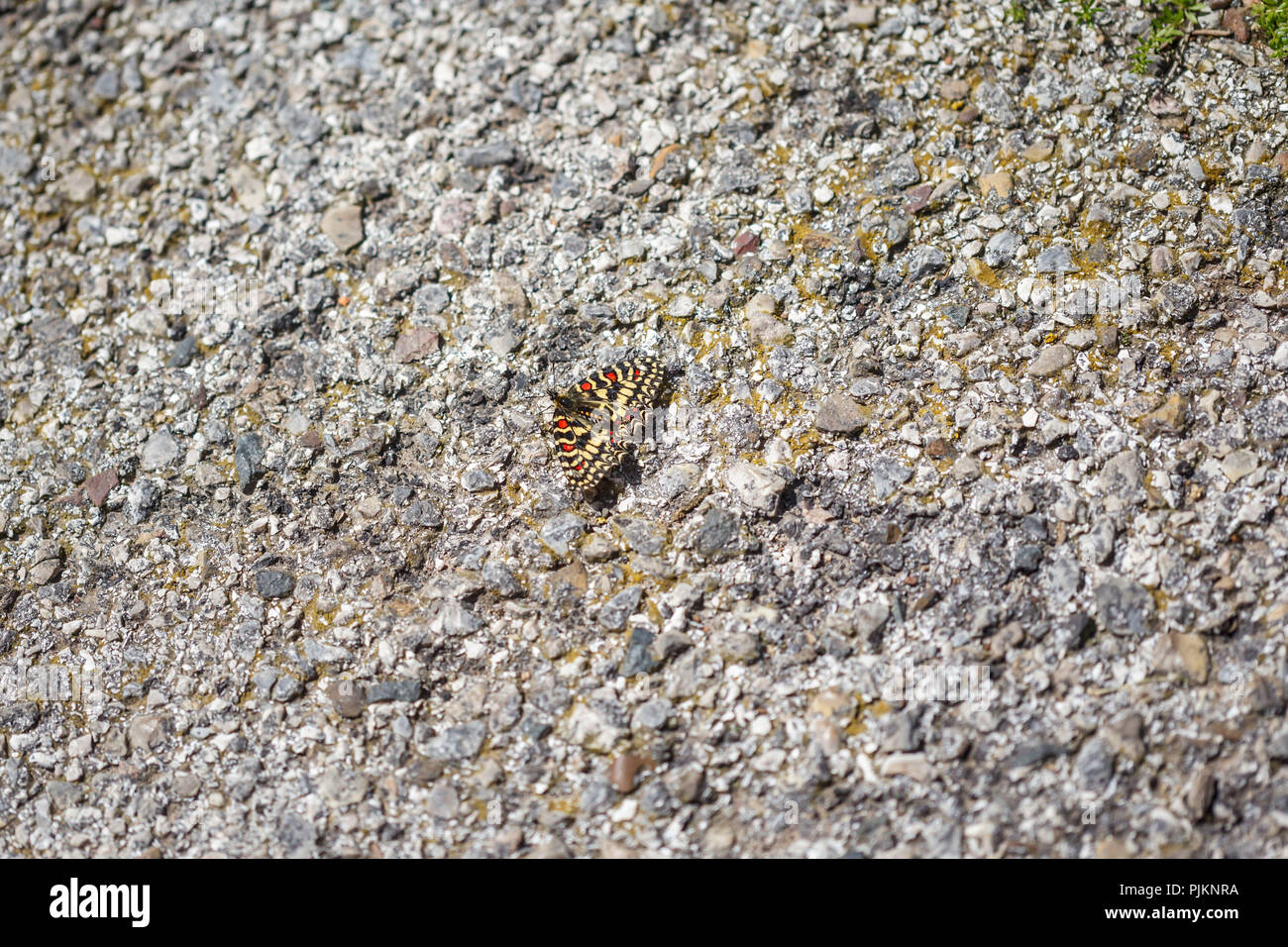 Spanish festoon, Zerynthia rumina, on a street in Gibraltar, Spain ...