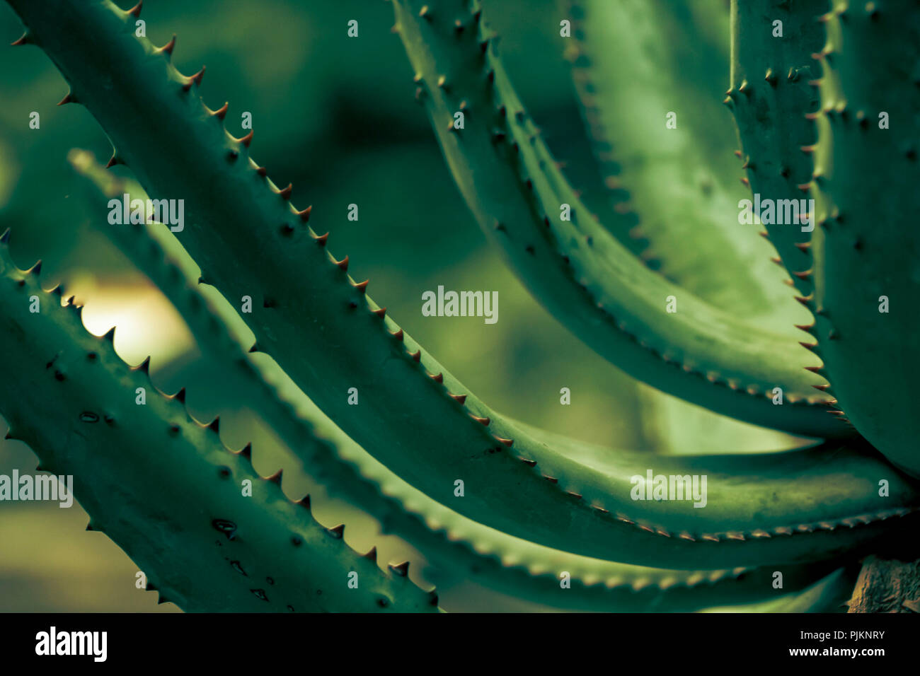 Close up trunk aloe vera hi-res stock photography and images - Alamy