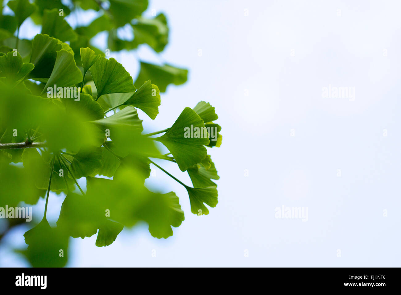 Survivor tree hi-res stock photography and images - Alamy