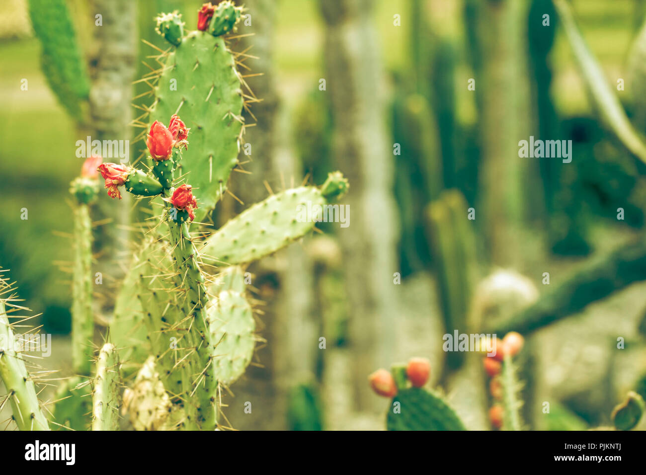 Cacti large succulents hi-res stock photography and images - Alamy