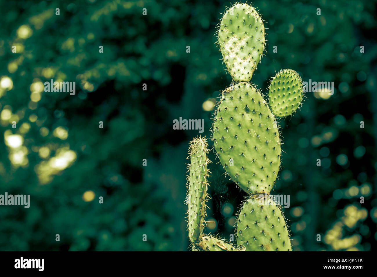 Cacti large succulents hi-res stock photography and images - Alamy