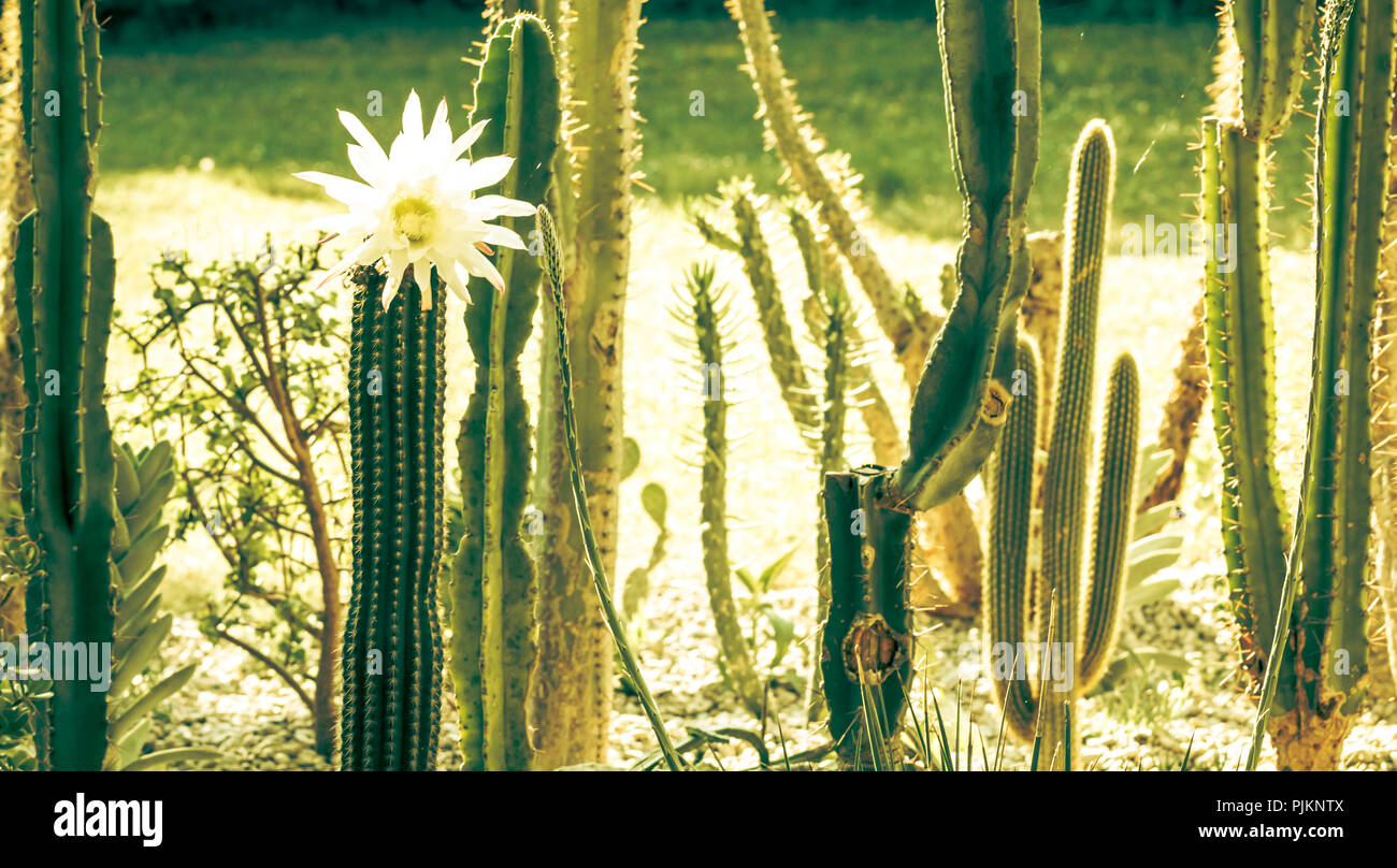 Cacti and succulents - frugal plants in the conservatory Stock Photo ...