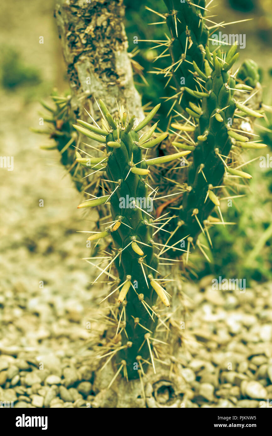 Cacti and succulents - frugal plants in the conservatory Stock Photo ...