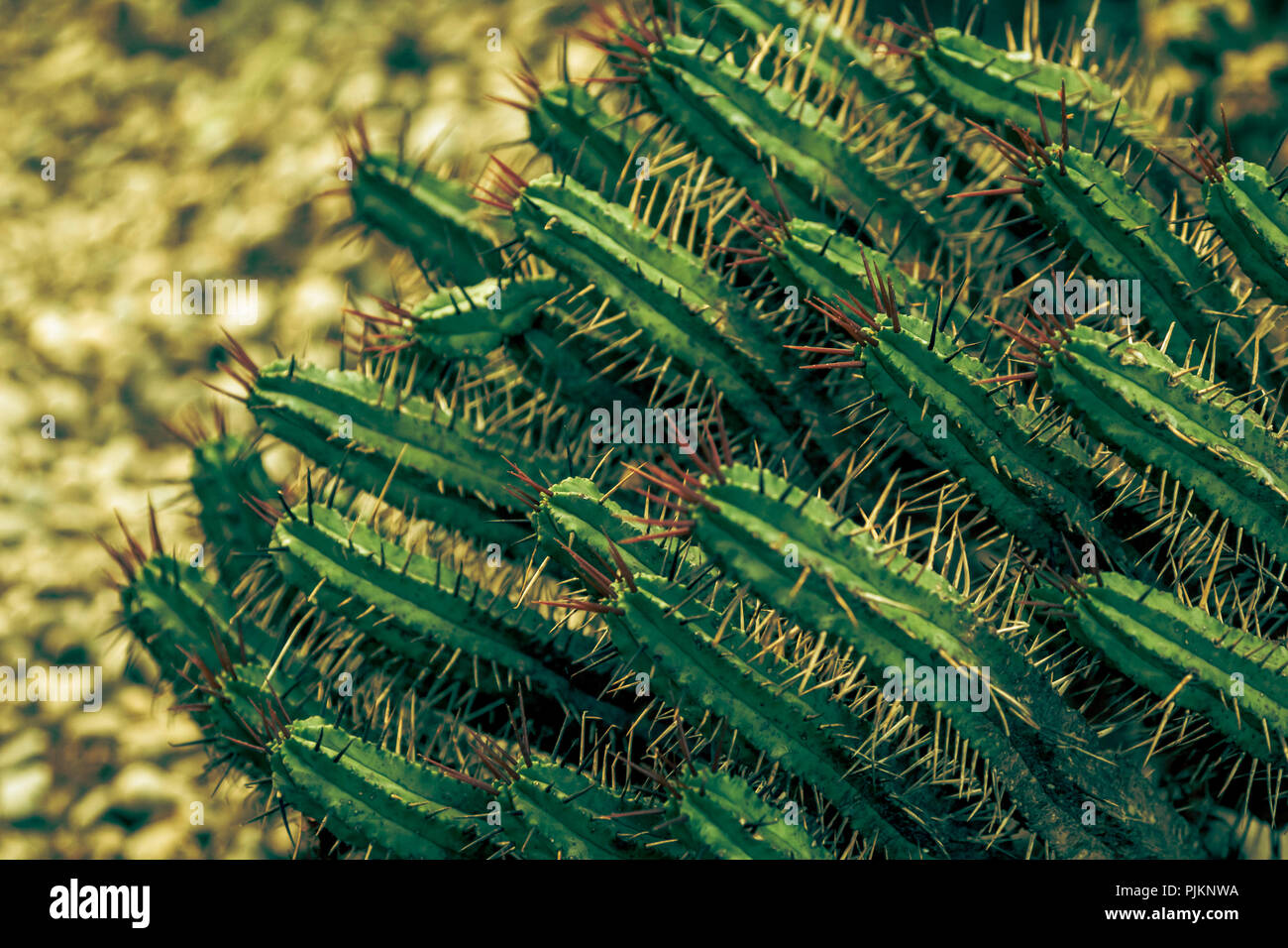 Cacti and succulents - frugal plants in the conservatory Stock Photo ...