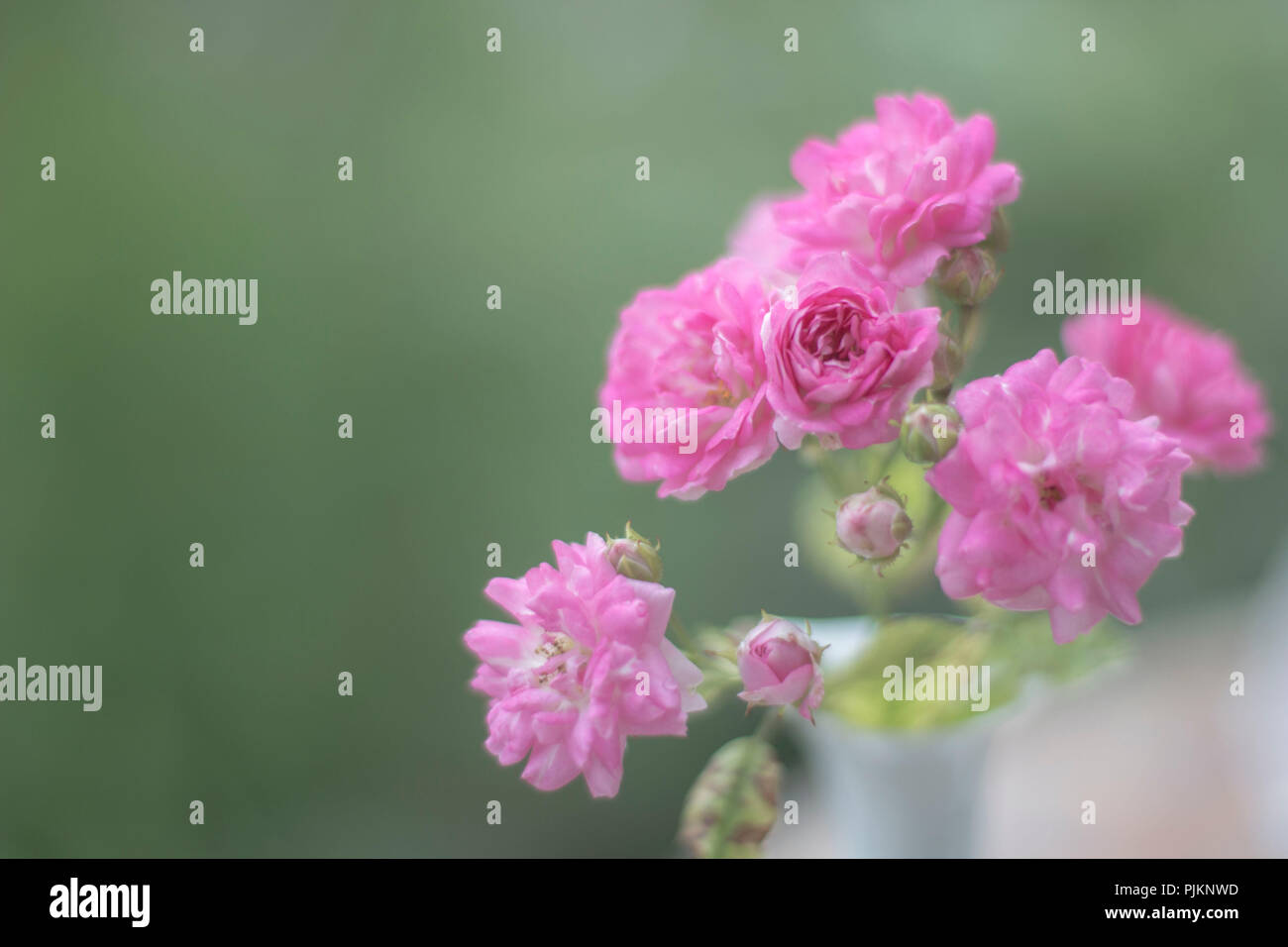 Pink wild roses in a vase hi-res stock photography and images - Alamy