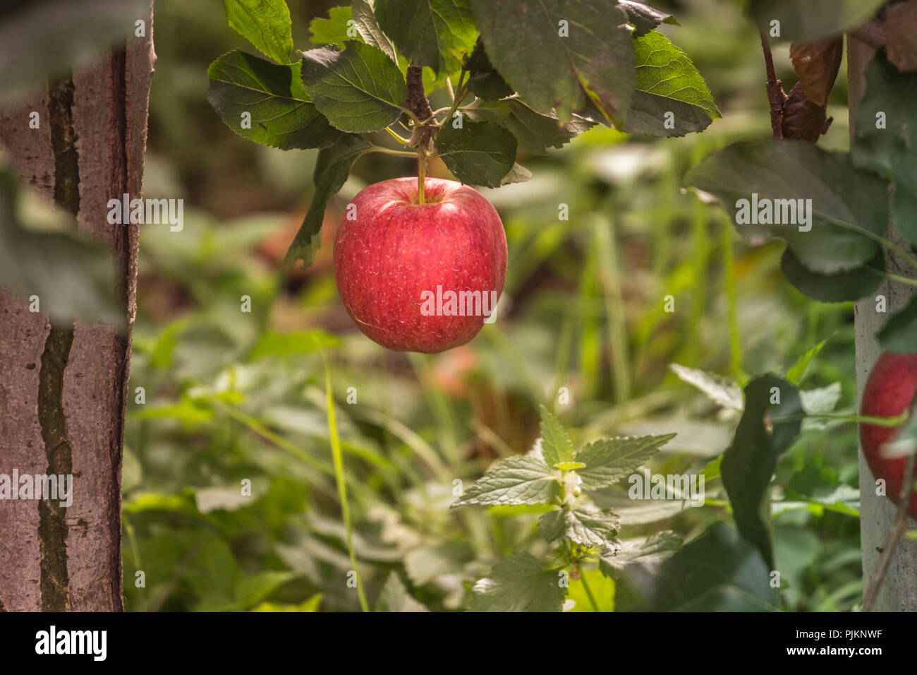 Red apple trees in an orchard hi-res stock photography and images - Alamy