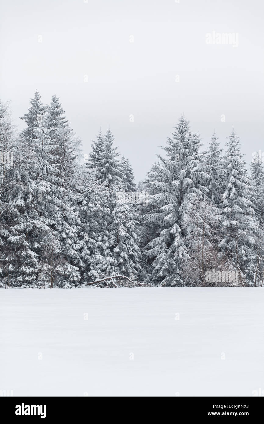 Firs in nature hi-res stock photography and images - Alamy