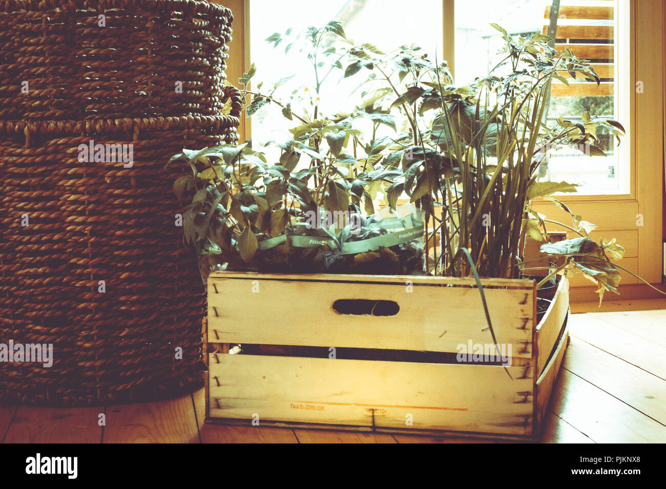 Wood plant box hi-res stock photography and images - Alamy