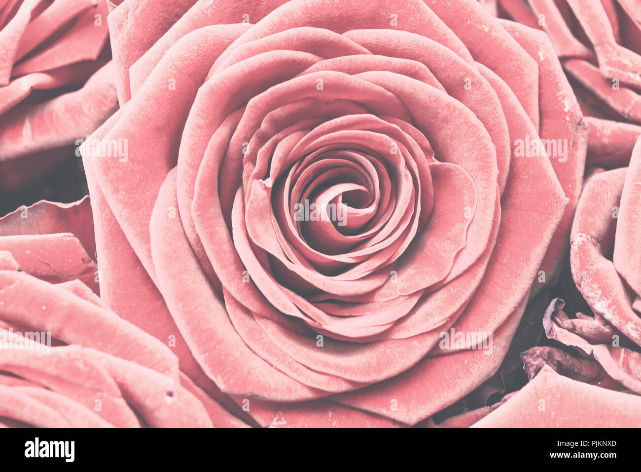 Baccara hi-res stock photography and images - Alamy