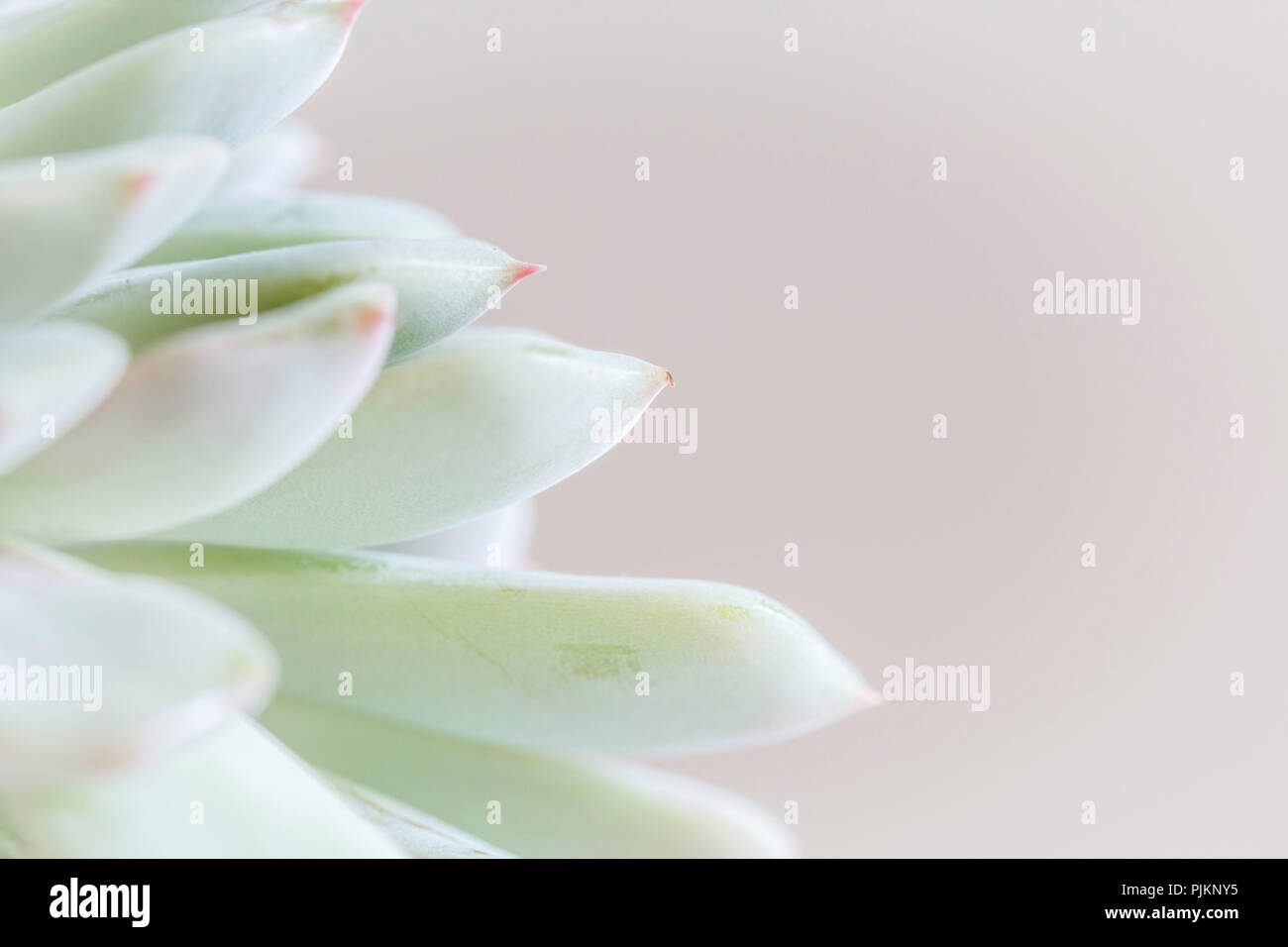 Pastel green leaves hi-res stock photography and images - Alamy
