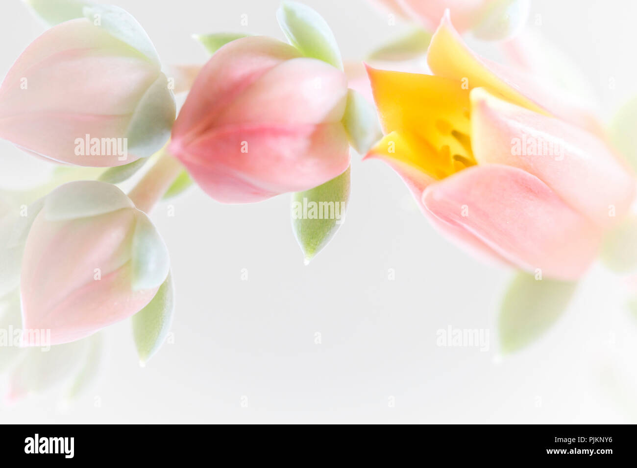 Pastel delicate hi-res stock photography and images - Alamy