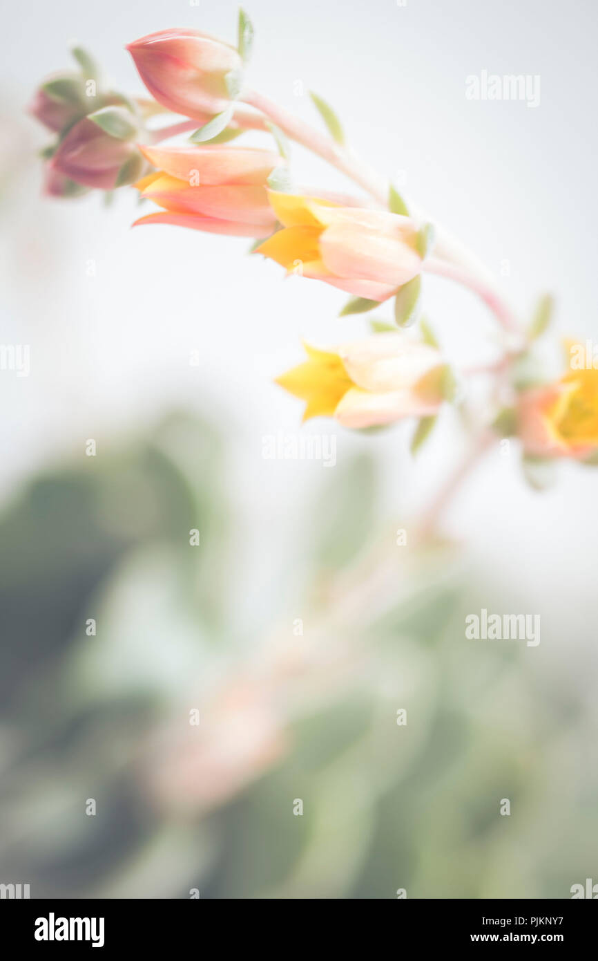 Pastel delicate hi-res stock photography and images - Alamy