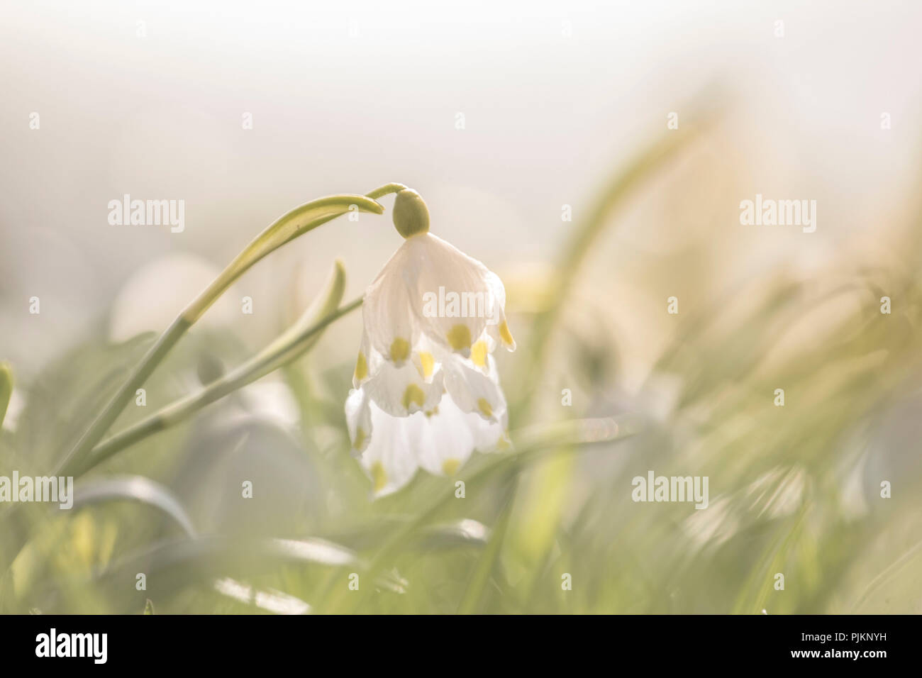 Sunshine coming hi-res stock photography and images - Alamy