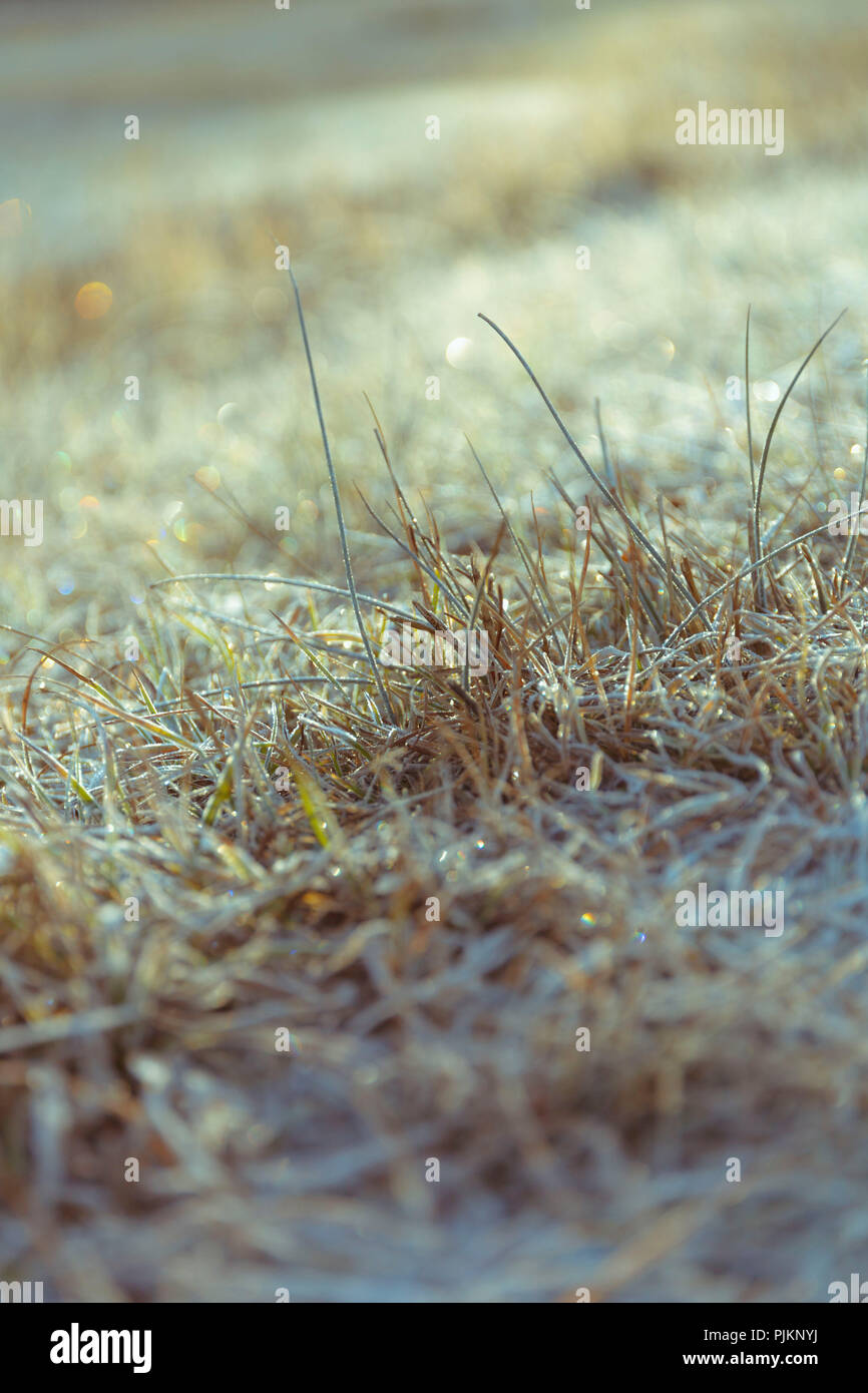 Winter is coming - vertical worm's eye view over a frozen meadow in ...