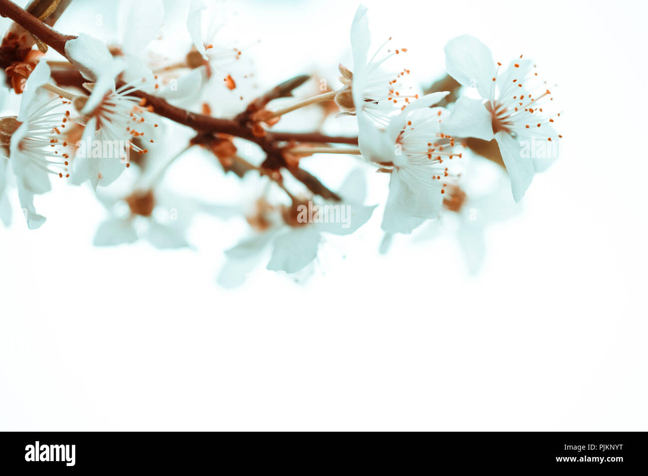 Cherry blossoms on a cherry tree hi-res stock photography and images ...