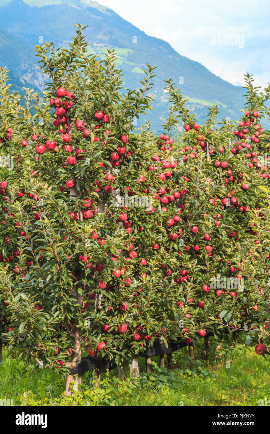 Ripe red apples in an apple orchard in South Tyrol, Italy, Europe Stock ...