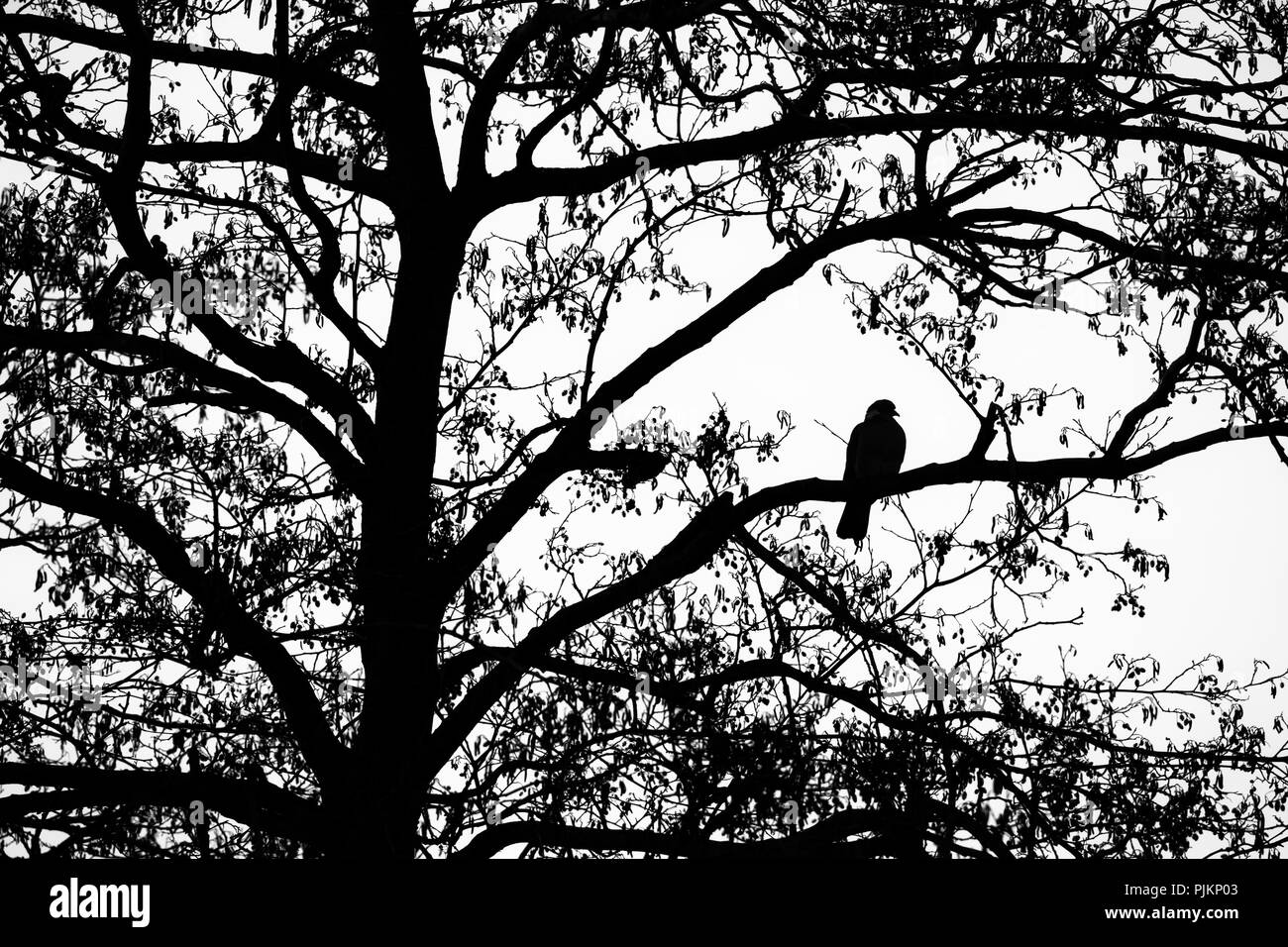 Pigeon in tree in backlight hi-res stock photography and images - Alamy