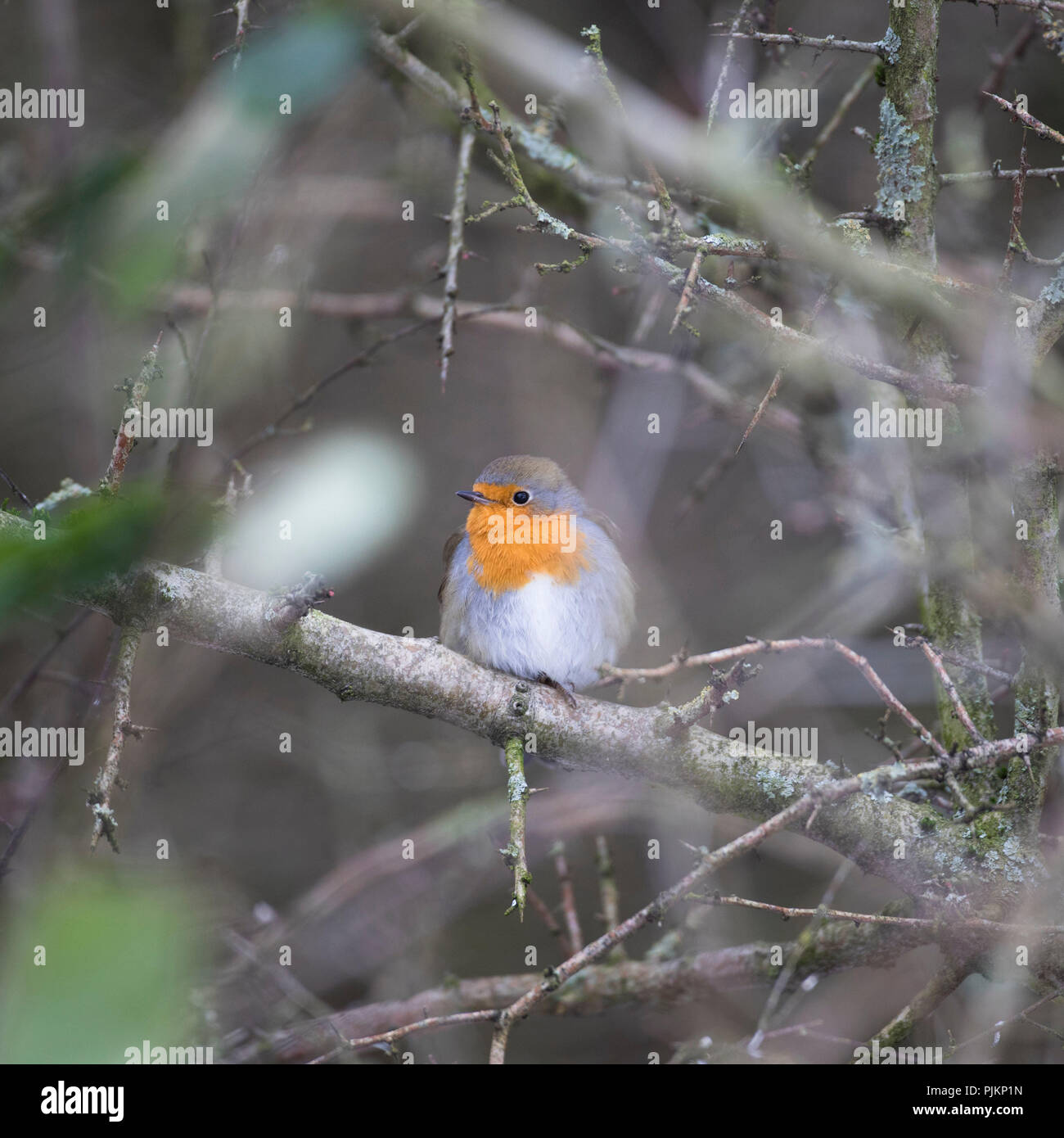 Robin fluffed up hi-res stock photography and images - Alamy