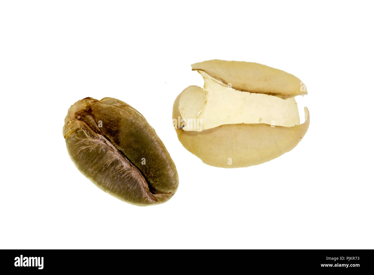 Coffee bean and removed parchment side by side, after drying and ...