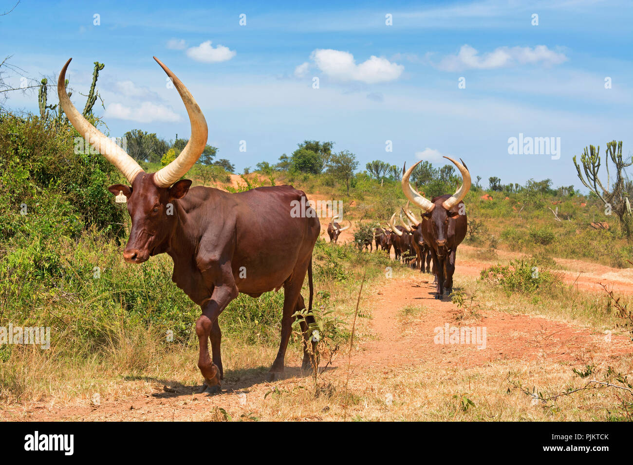 Ankole Cattle Stock Photos & Ankole Cattle Stock Images - Alamy