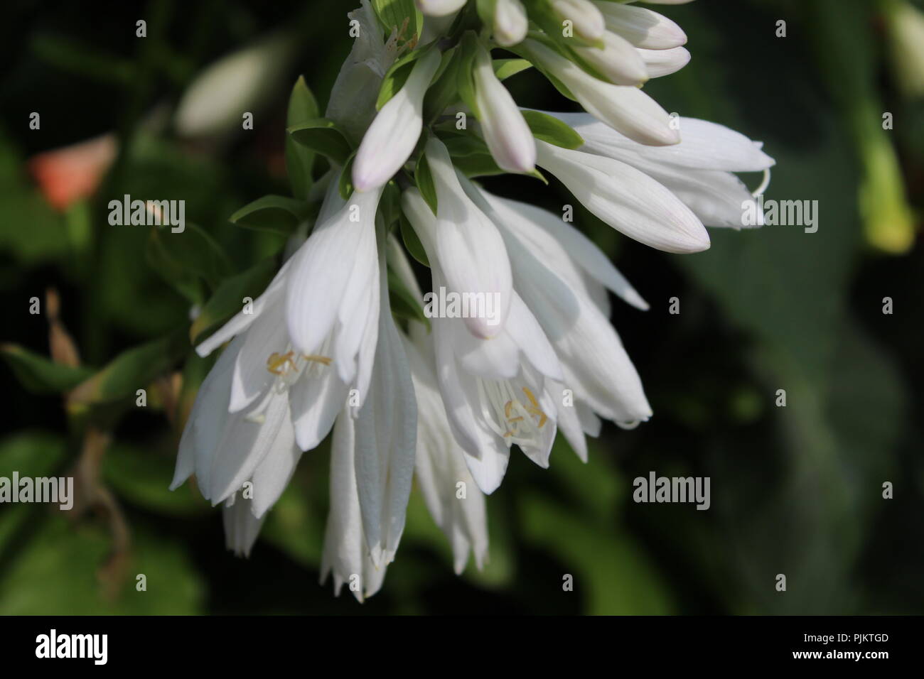 How to photograph flowers High Resolution Stock Photography and Images ...